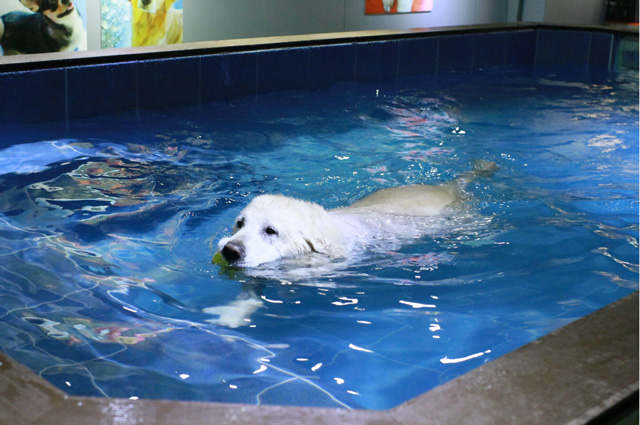 5 Dog Swimming Pools Your Dog Can't Wait To Jump In | Spacious